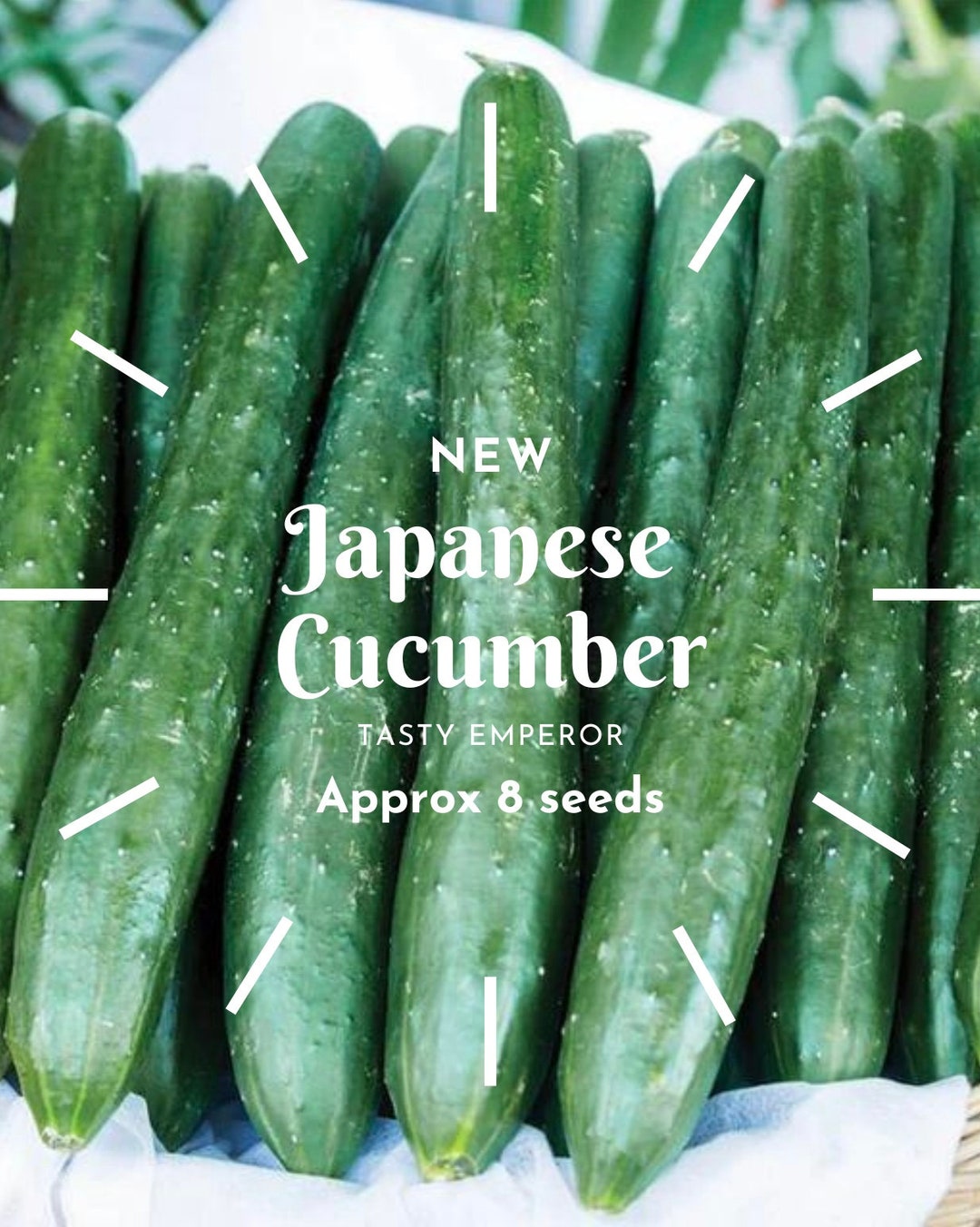Japanese Cucumber Seeds,packed for 2025, Non-gmo/geo,grower Quality ...