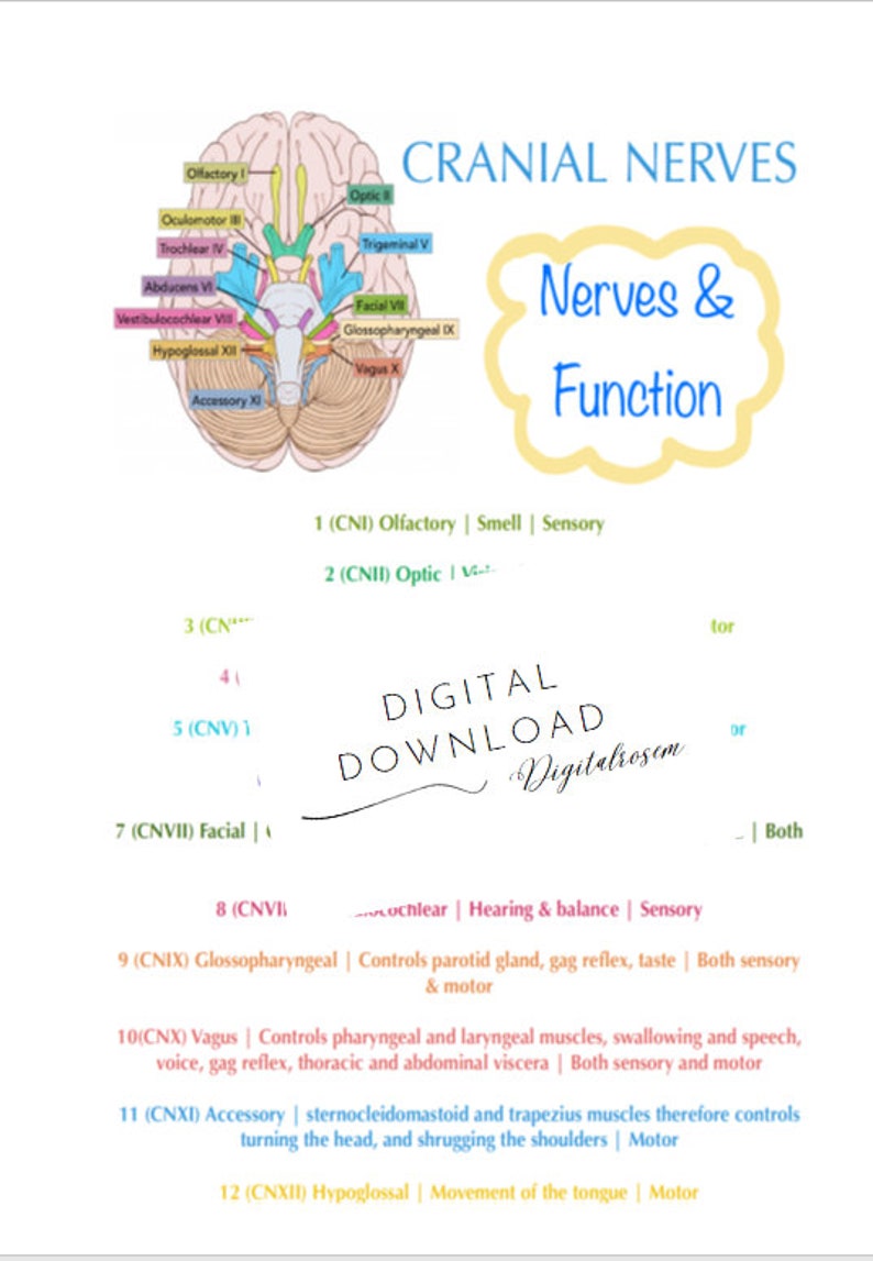 Cranial Nerves Digital Download - Etsy