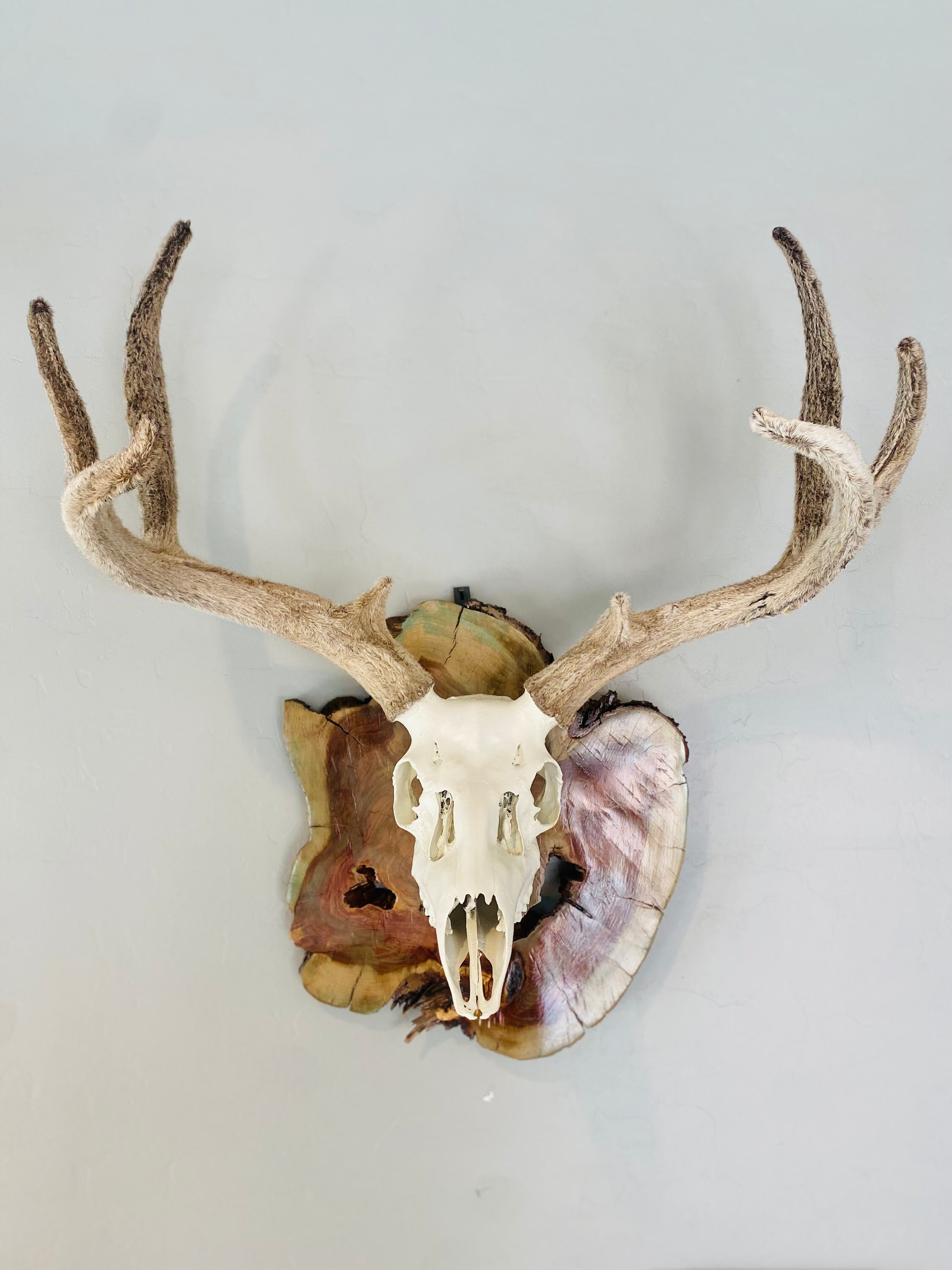 Custom European Deer Mount Plaque Rustic Deer Mount Big Game Mounts - Etsy