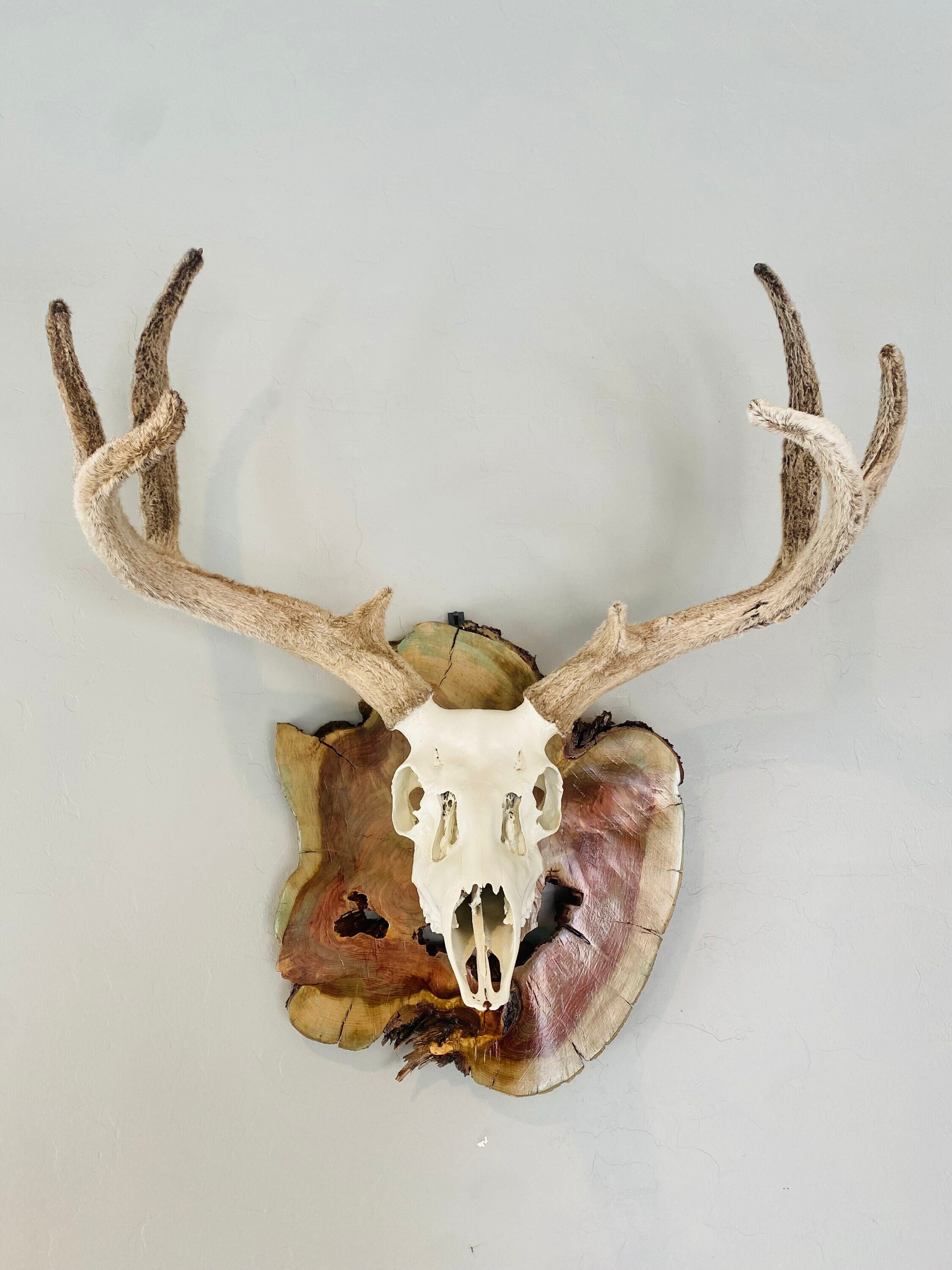 Custom European Deer Mount Plaque Rustic Deer Mount Big Game Mounts - Etsy