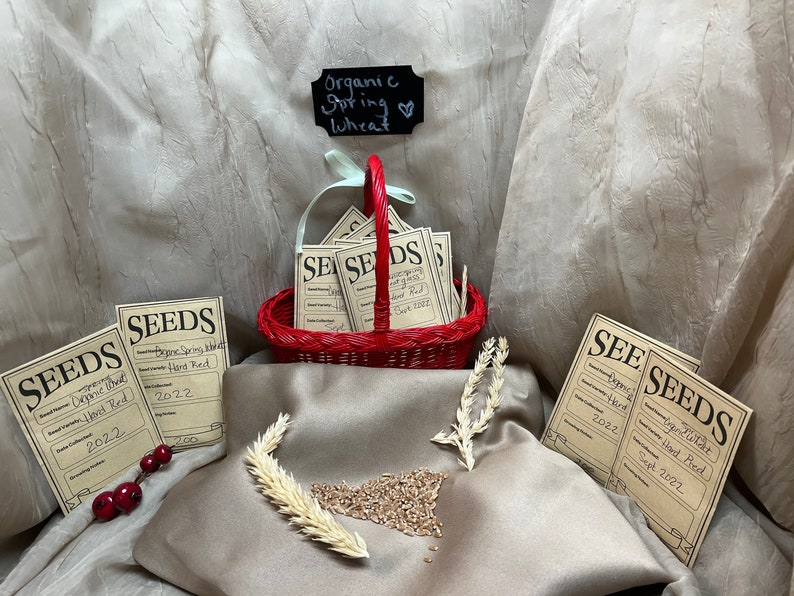 Organic Spring Wheat Seeds - Etsy