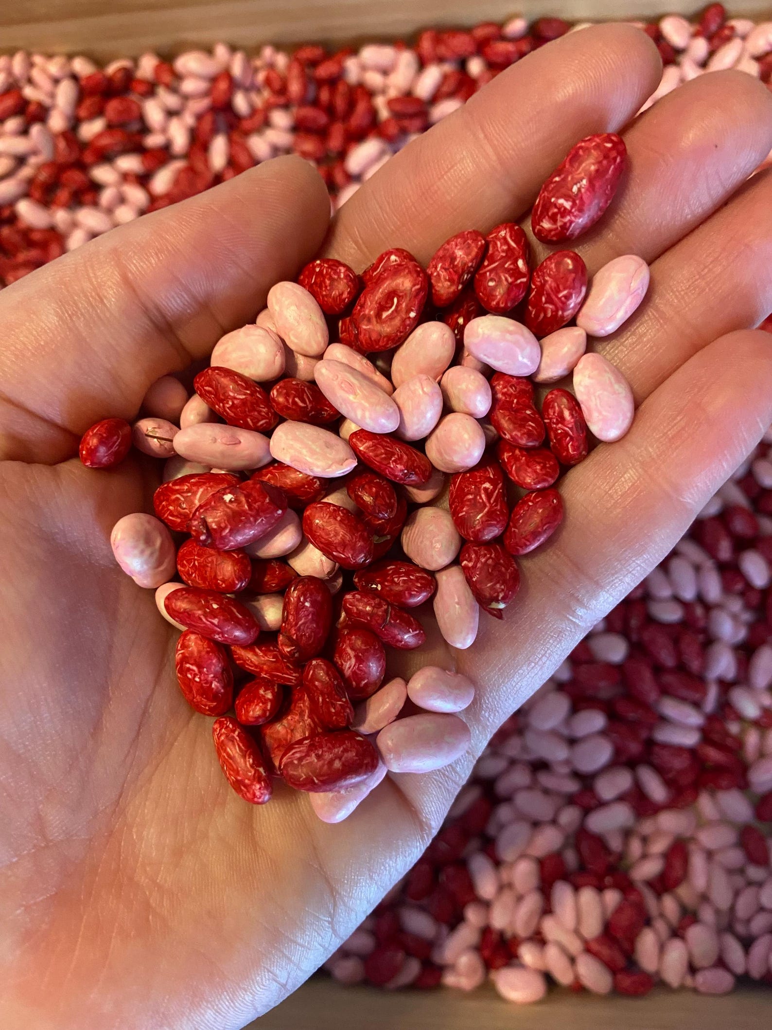 Valentines Day Sensory Bin Filler Red and Pink Sensory Bin Beans ...