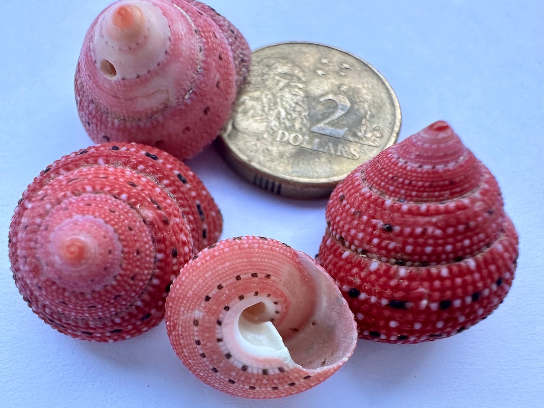 Strawberry Shells Sold in Lots of 5 - Etsy