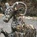 Metal Goat , Statue, , Steel Wildlife Sculptures ,metal Animal ...