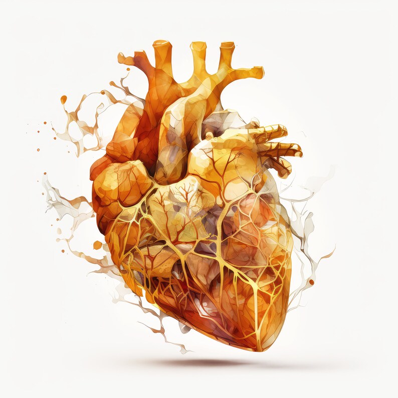 Anatomical Heart Print Anatomy Printable Anatomic Heart Download ...