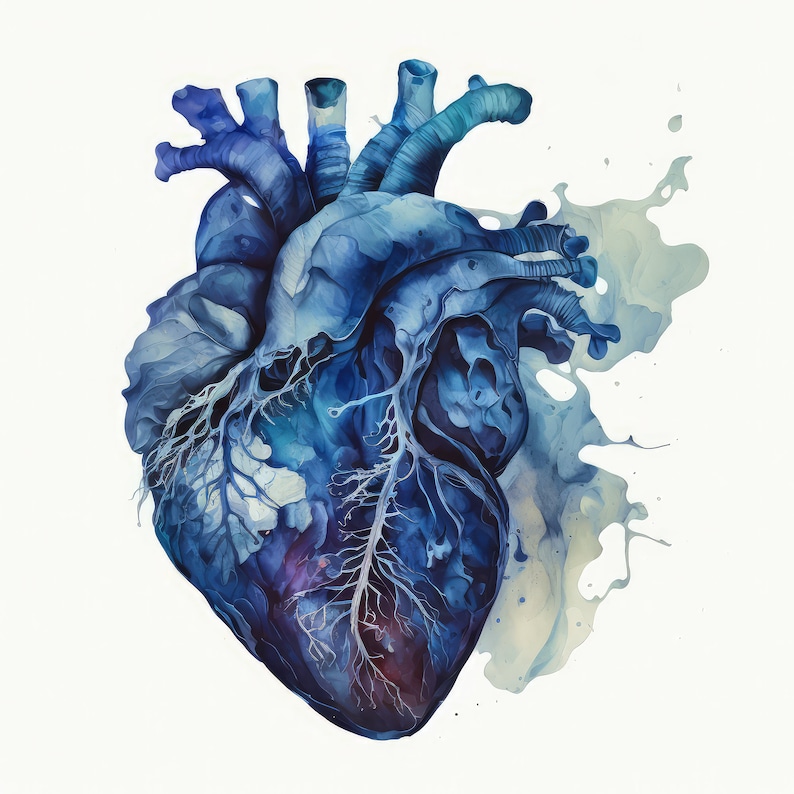 Anatomical Heart Print Anatomy Printable Anatomic Heart Download ...