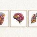Human Heart Brain Lungs Print Anatomical Printable Anatomic Wall Art ...