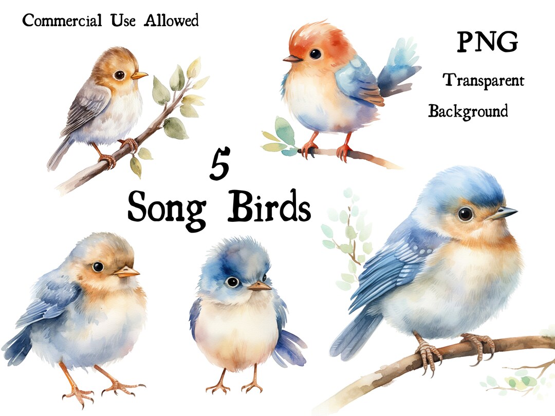Song Bird Watercolor Clip Art 5 PNG Transparent Background Printable ...