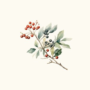 Holly Winter Berries Clip Art Set of 5 Images PNG Transparent ...