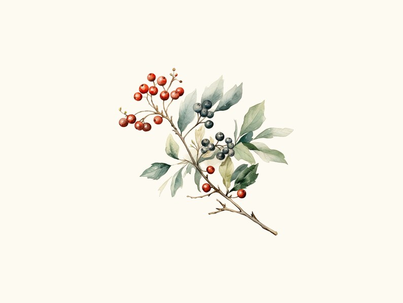 Holly Winter Berries Clip Art Set of 5 Images PNG Transparent ...
