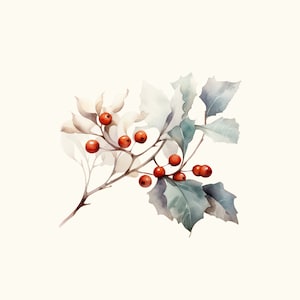 Holly Winter Berries Clip Art Set of 5 Images PNG Transparent ...