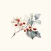 Holly Winter Berries Clip Art Set of 5 Images PNG Transparent ...
