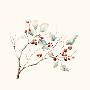 Holly Winter Berries Clip Art Set of 5 Images PNG Transparent ...