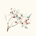 Holly Winter Berries Clip Art Set of 5 Images PNG Transparent ...