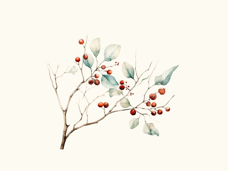 Holly Winter Berries Clip Art Set of 5 Images PNG Transparent ...