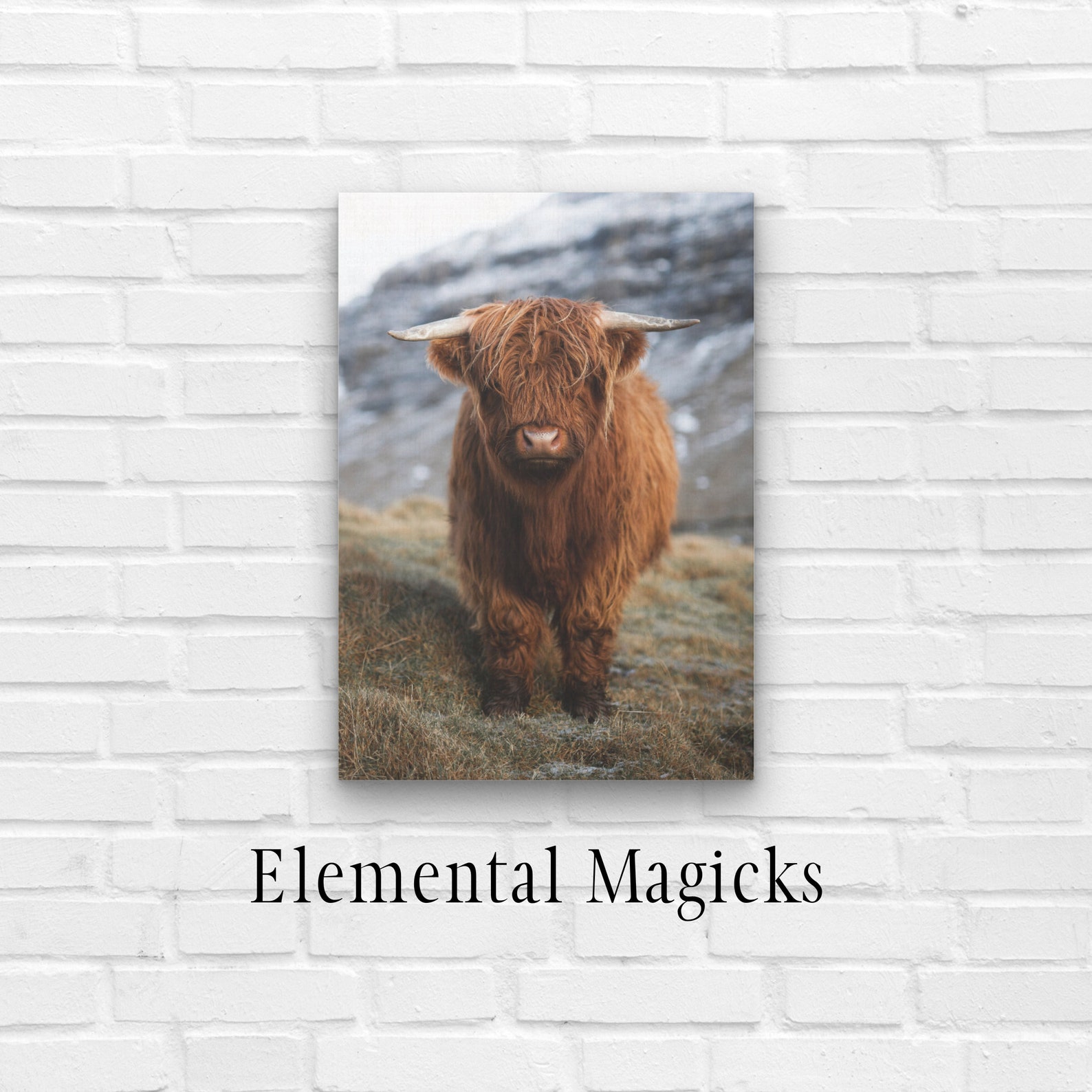 Highland Cow Printable Wall Art Photograph Scotland Instant Digital ...