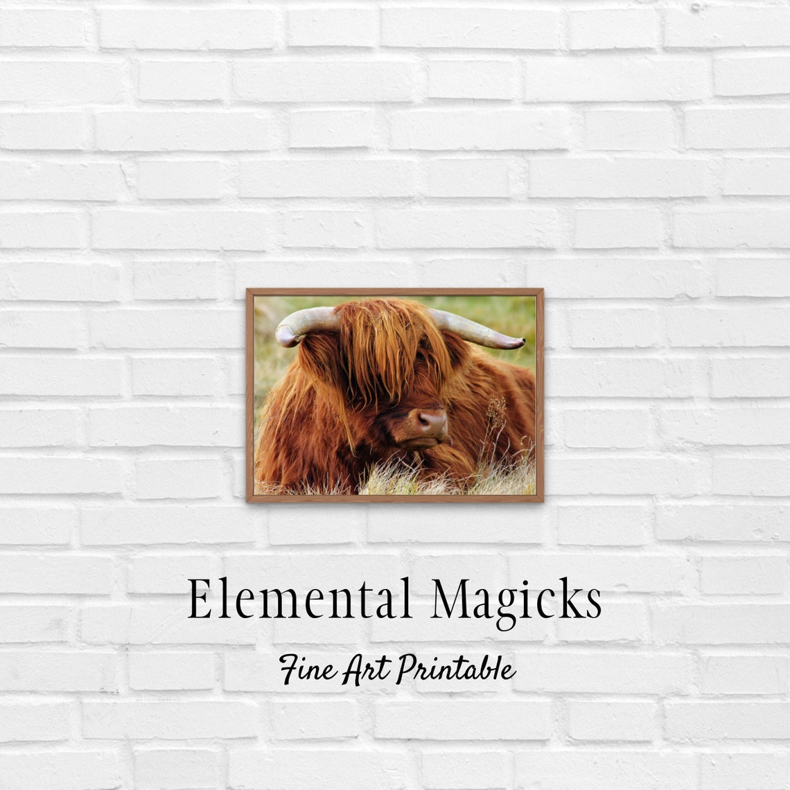 Printable Wall Art Highland Cow Photograph Scotland Instant Digital ...