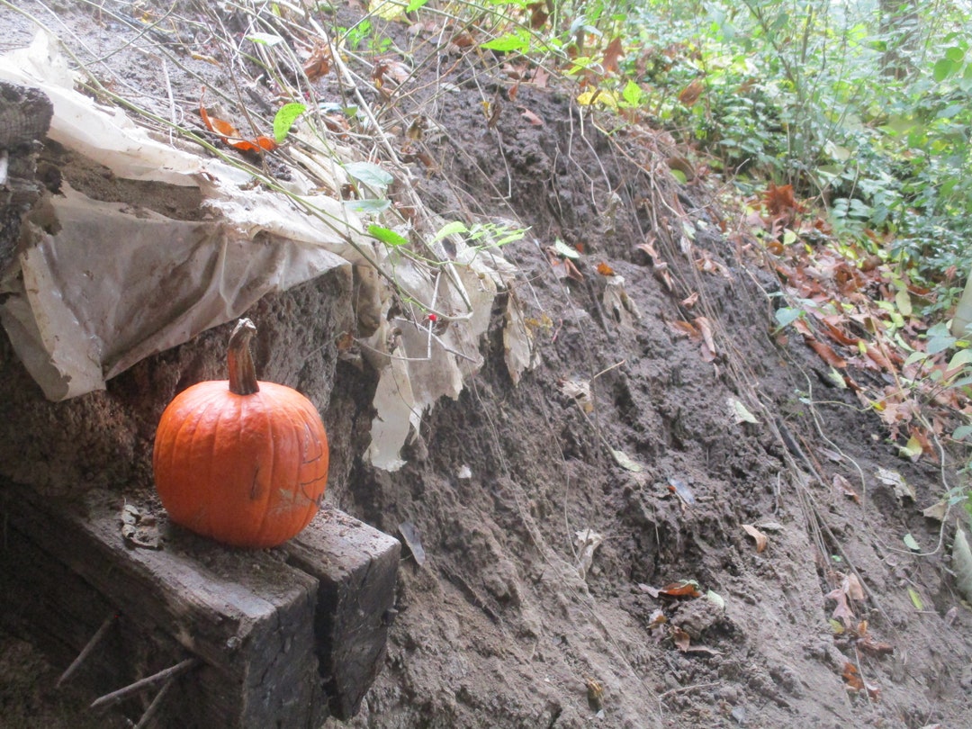 Wee Jack Goes to See the Leaves - Etsy