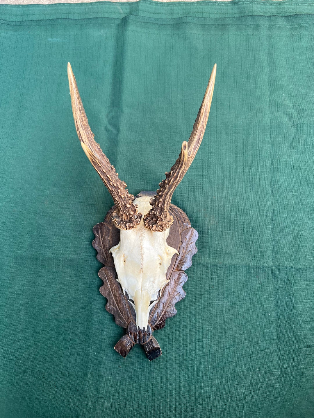 Trophy Shield Solid Wood Premium for Roe Deer and Chamois Incl. Horned ...