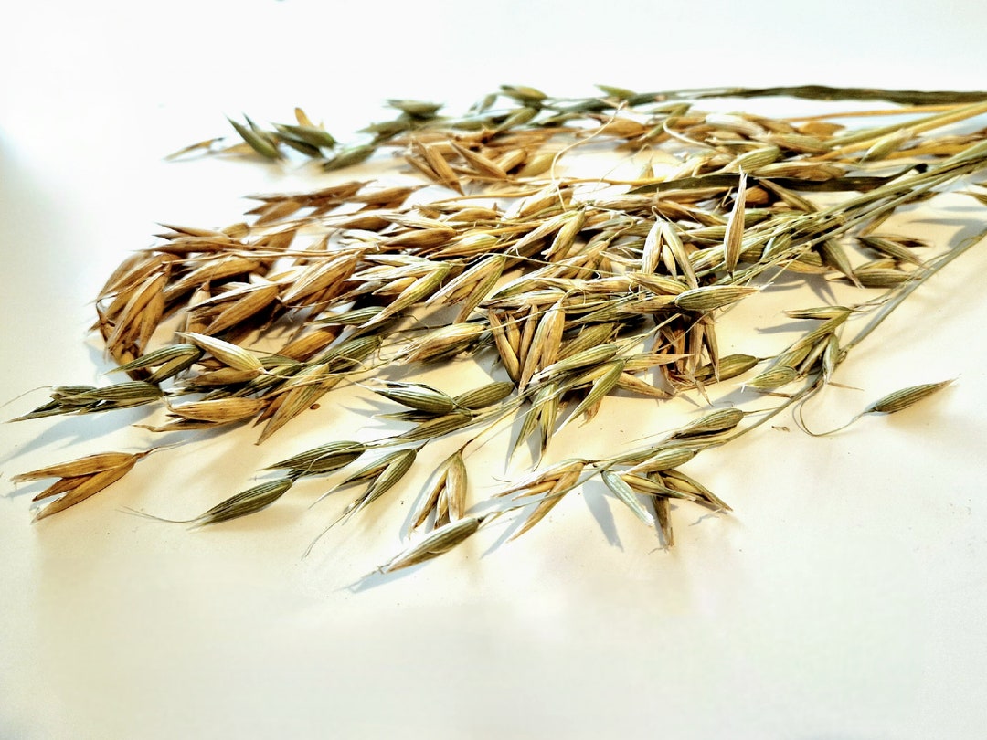 Oat Sprays: Natural Hamster Forage & Enrichment (20g) - Etsy UK