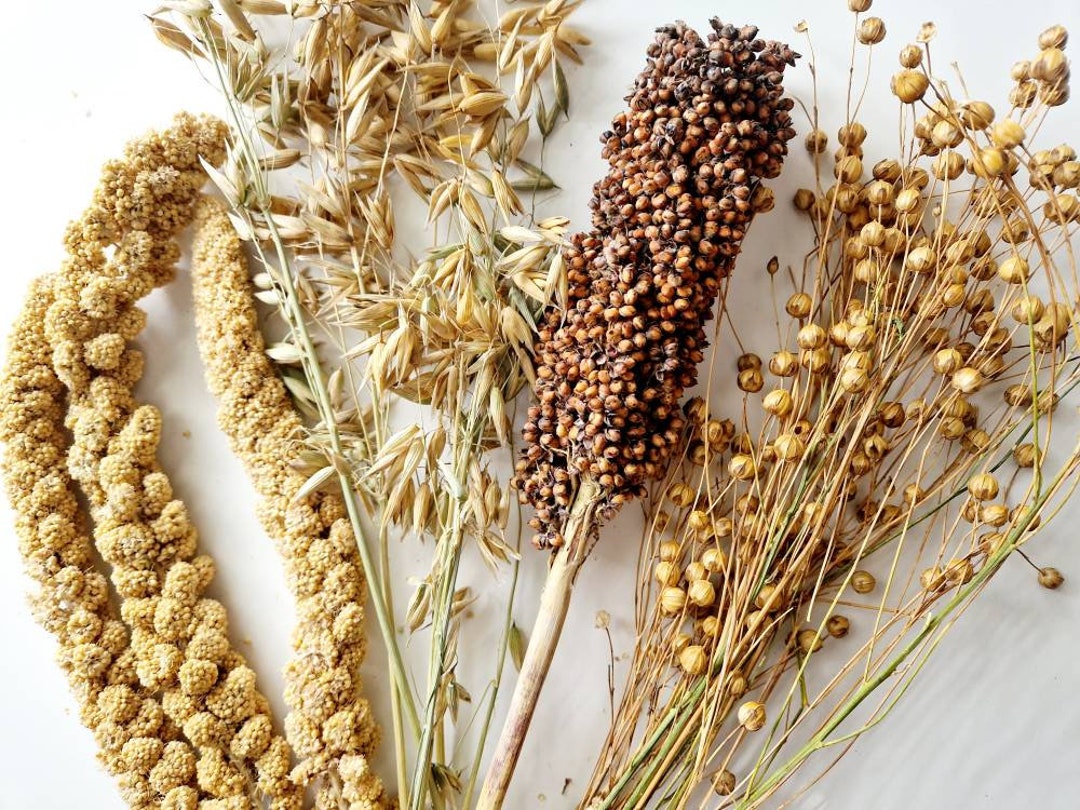 Large Spray Bundle, Hamster Sprays, Sorghum, Flax, Millet, Oat, Gerbil ...