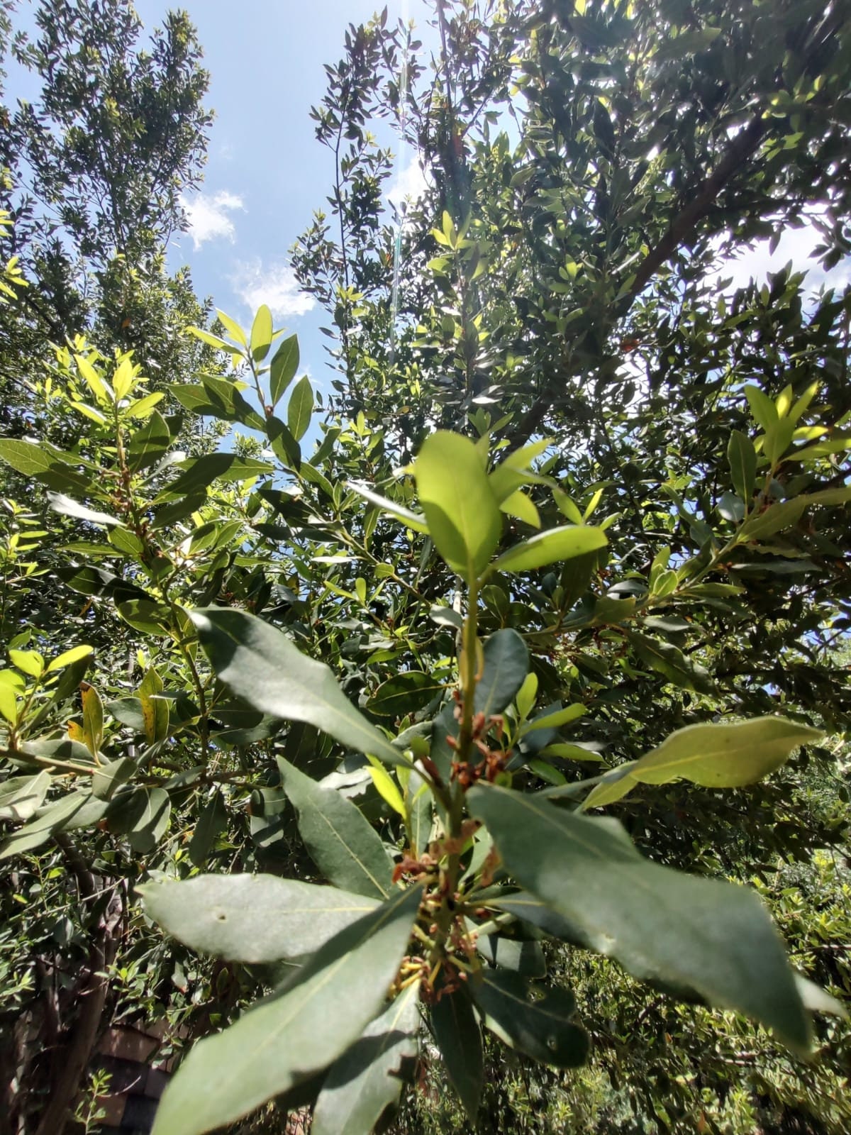 Fresh or Dried Organic Bay Leaves - Etsy