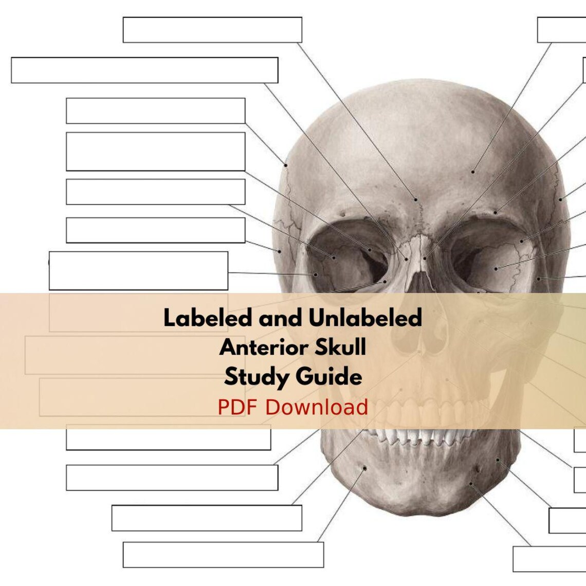 ANTERIOR SKULL Diagram Printable Study Guide PDF Labeled & Unlabeled ...