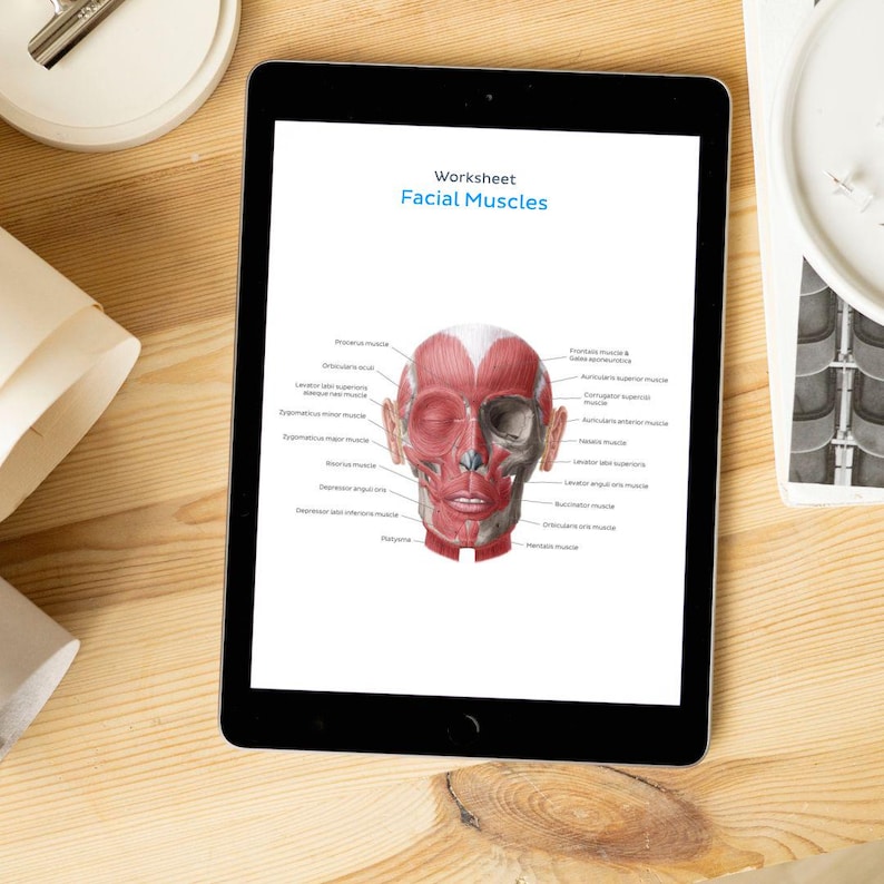 Facial Muscles Anatomy Worksheet 2 PDF Labeled & Unlabeled Printable ...