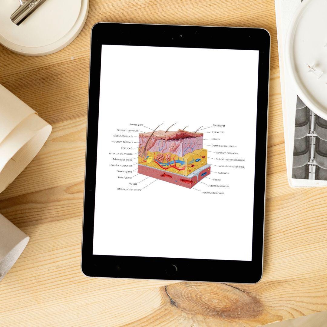 Human Skin and Structures Chart INTEGUMENTARY System Anatomy Worksheet ...