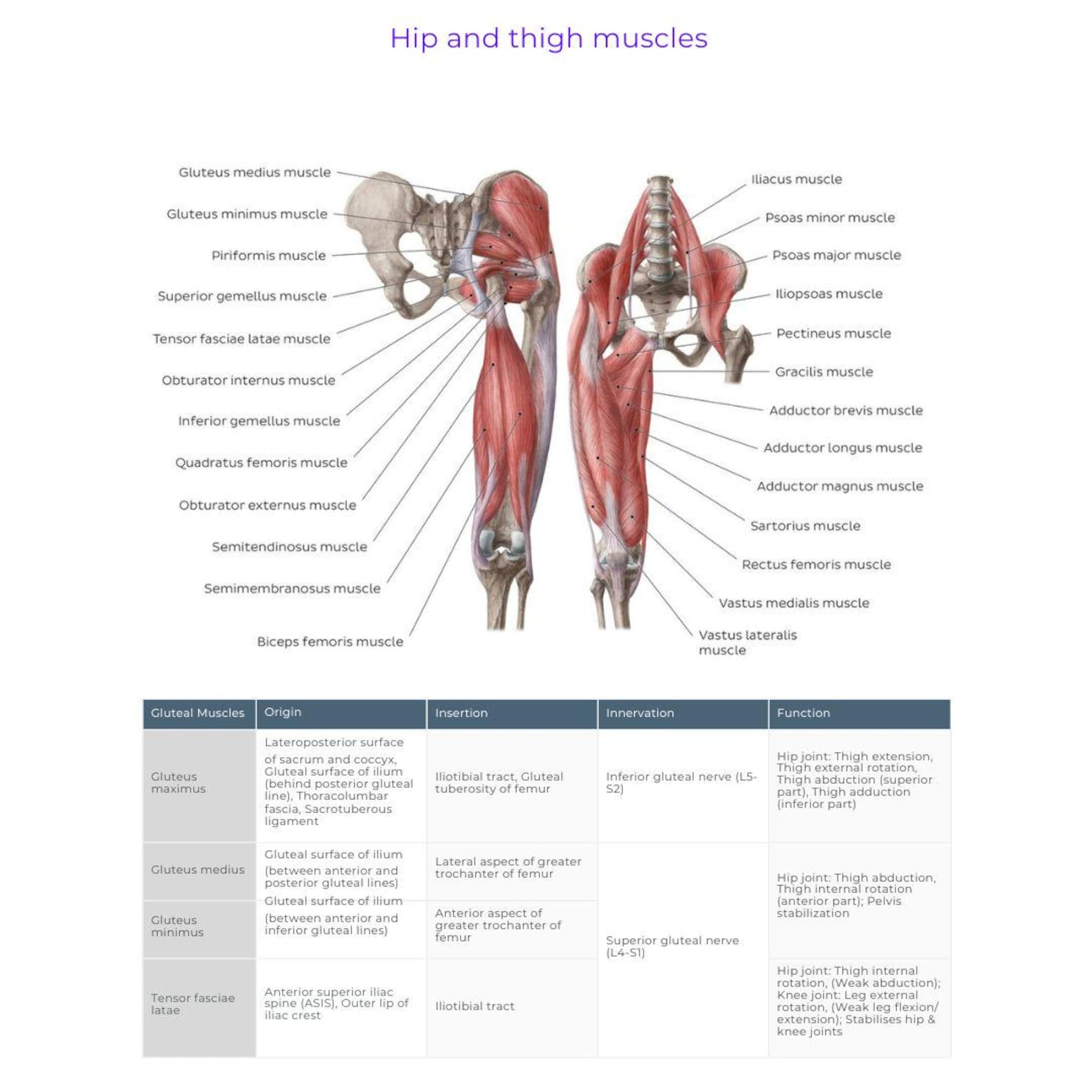 Lower Limb Muscle Chart PDF Anatomy Study Guide Hip, Thigh, Leg and ...
