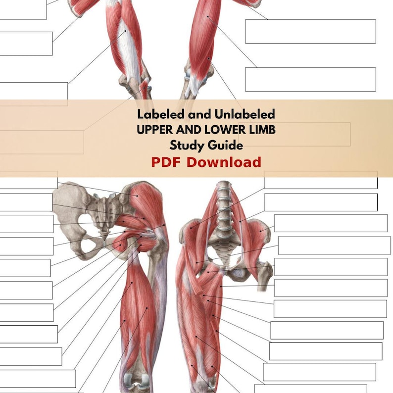 Muscles of the Upper and Lower Limb Anatomy Worksheet Printable PDF Study Guide Labeled ...