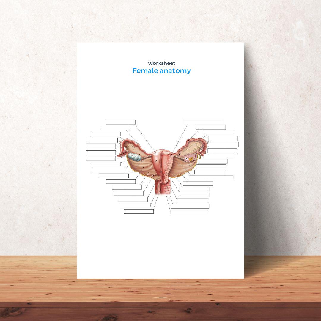 Female Reproductive System Study Guide Printable PDF Worksheet Labeled ...