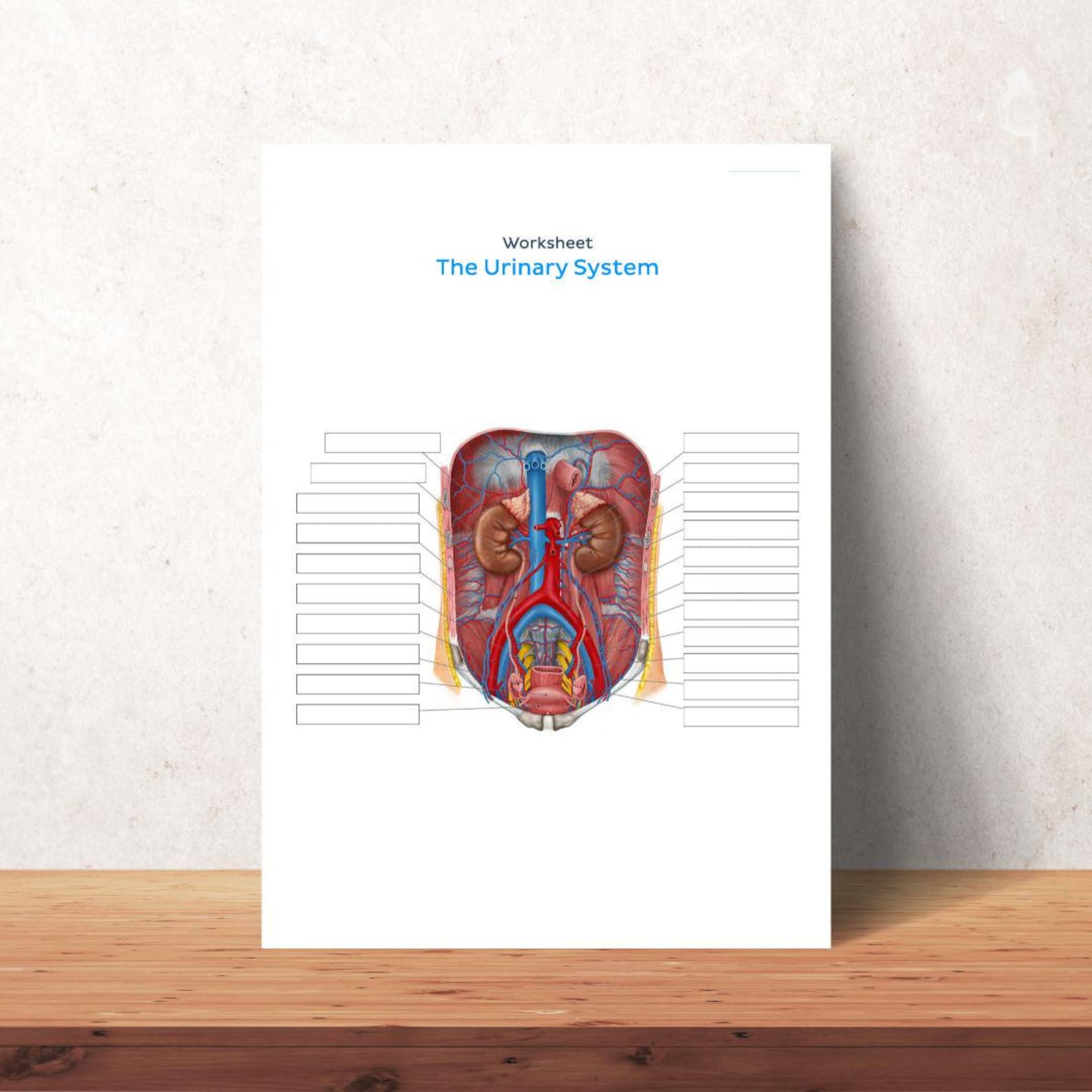 Urinary System Anatomy Worksheet PDF Printable Kidney, Bladder, Ureter ...