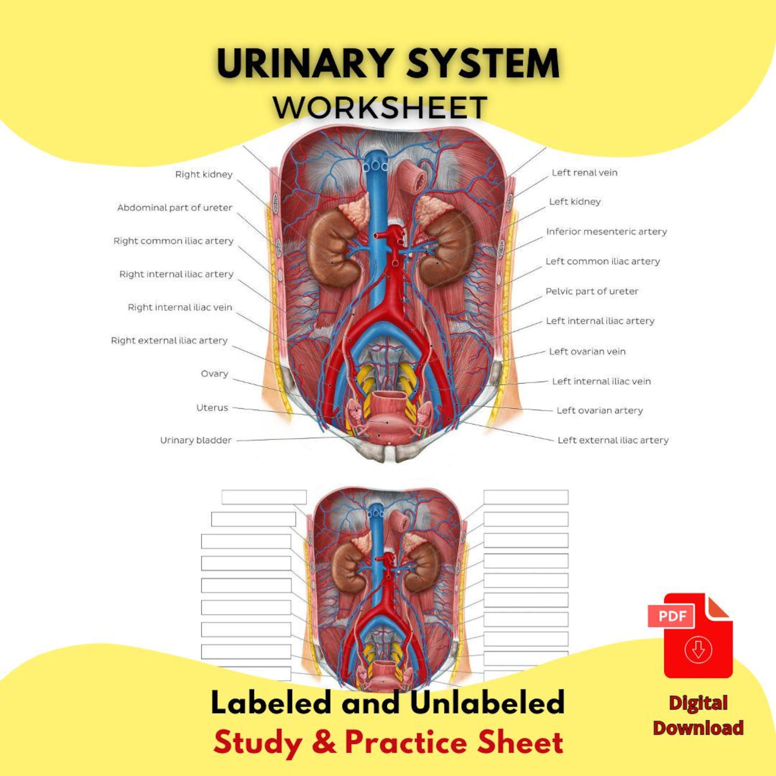 Urinary System Anatomy Worksheet PDF Printable Kidney, Bladder, Ureter ...