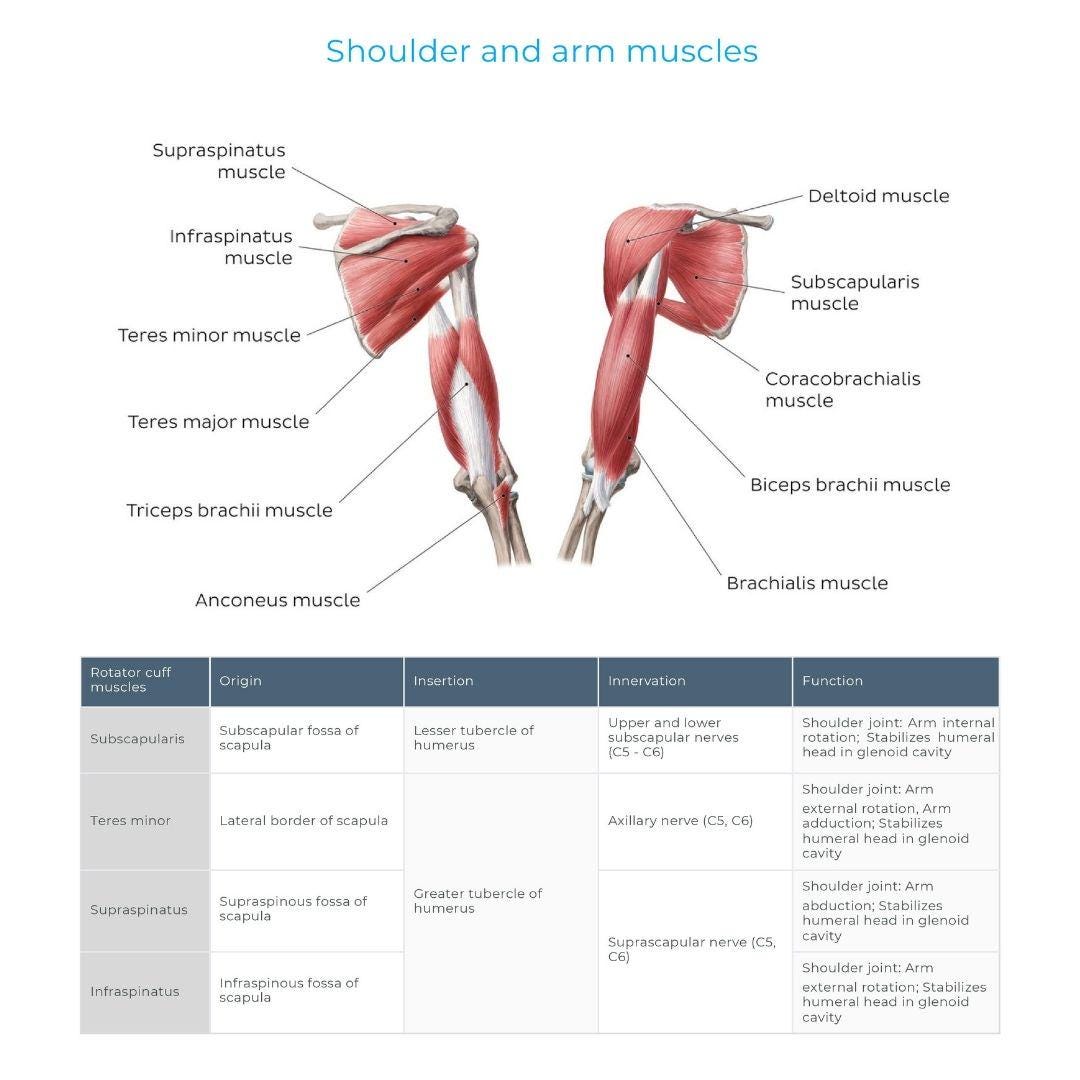 Upper Limb Muscle Chart Ebook Printable PDF Study Guide Shoulder, Arm ...