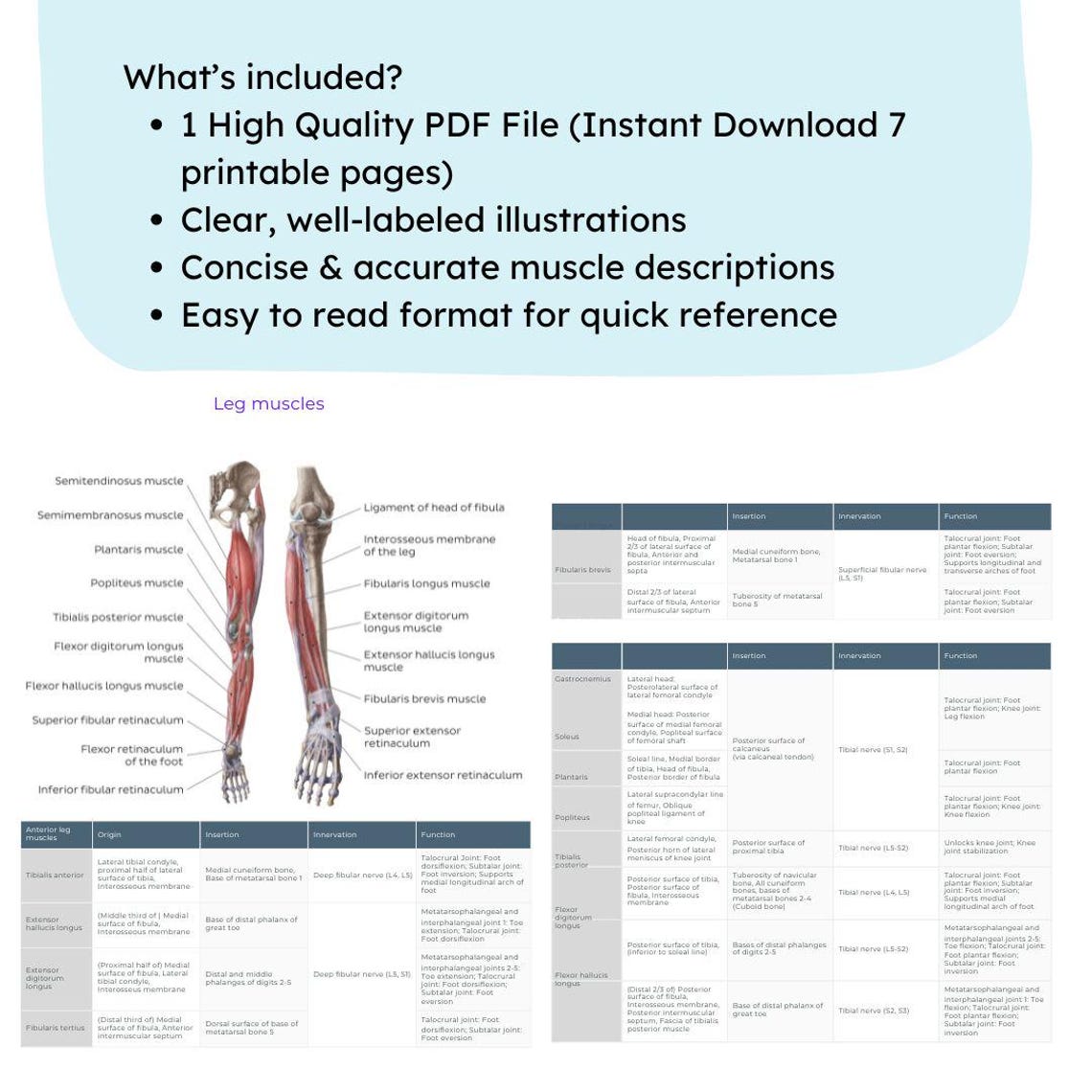 Lower Limb Muscle Chart PDF Anatomy Study Guide Hip, Thigh, Leg and ...