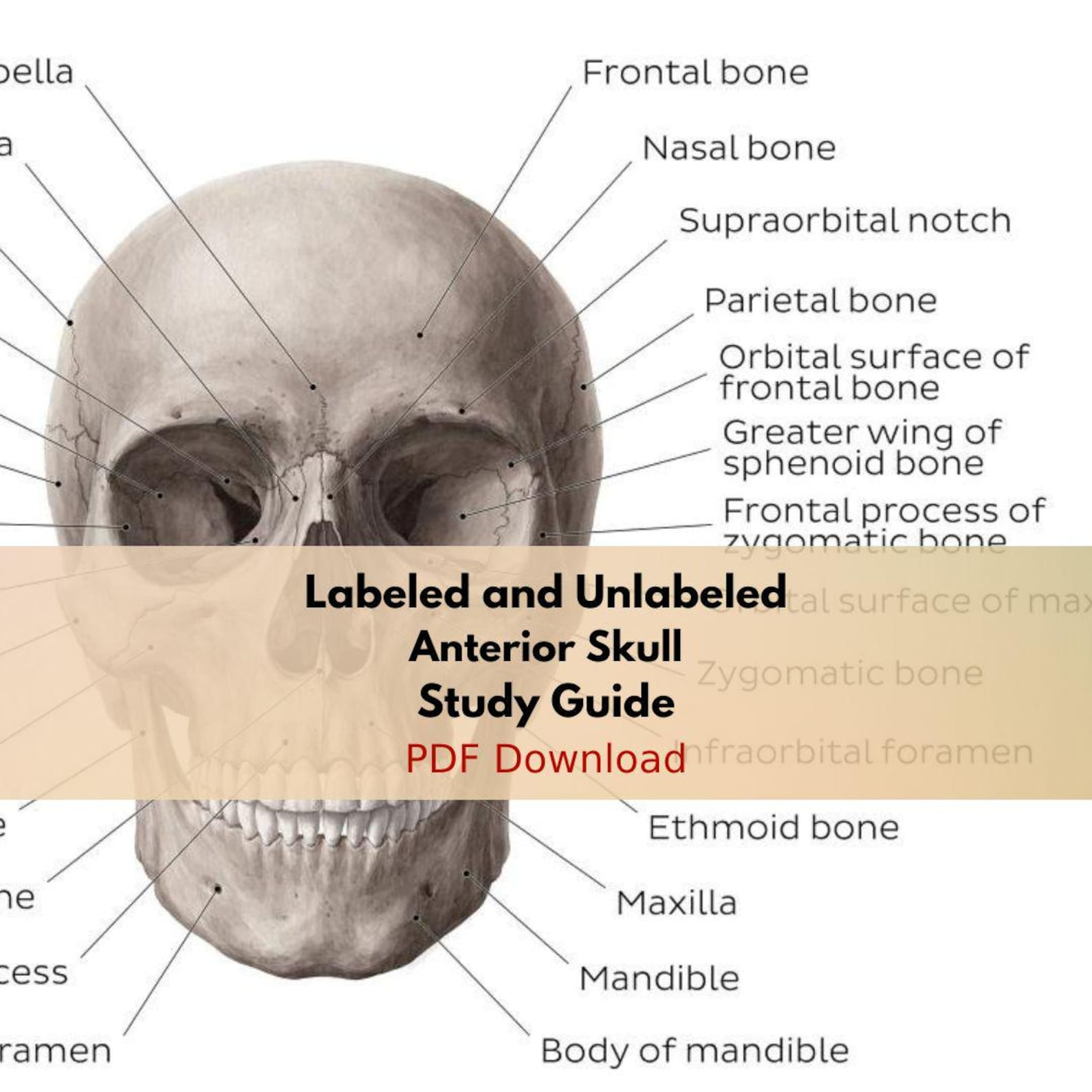 ANTERIOR SKULL Diagram Printable Study Guide PDF Labeled & Unlabeled ...