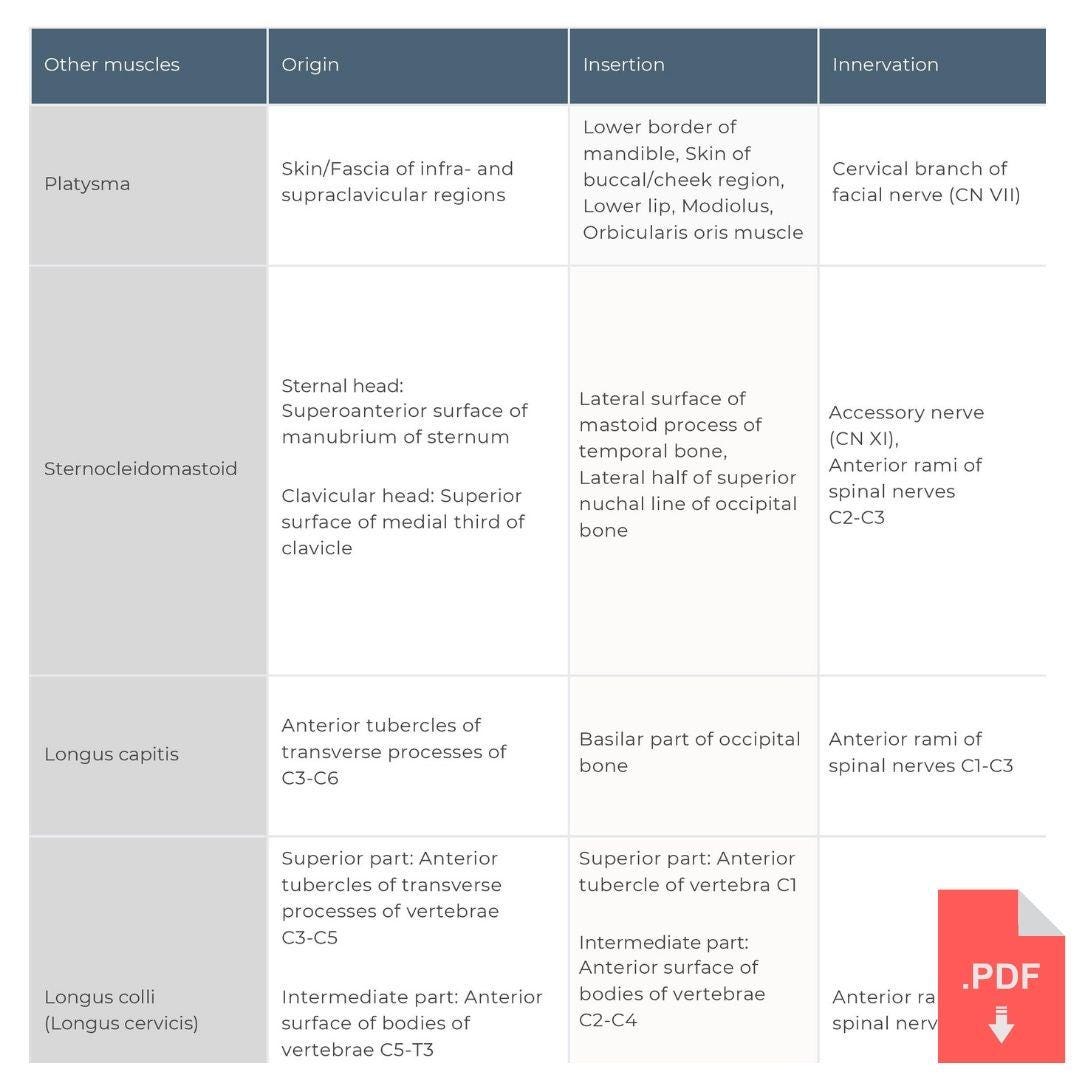 Printable Muscle Anatomy Charts 600+ Muscles Study Guide Full Body ...