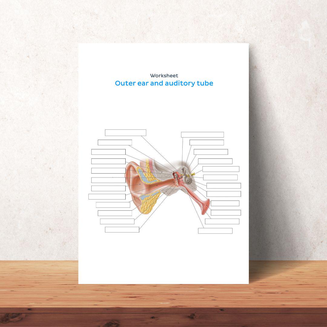 External Ear and Auditory Tube Anatomy Worksheet Printable PDF Labeled ...