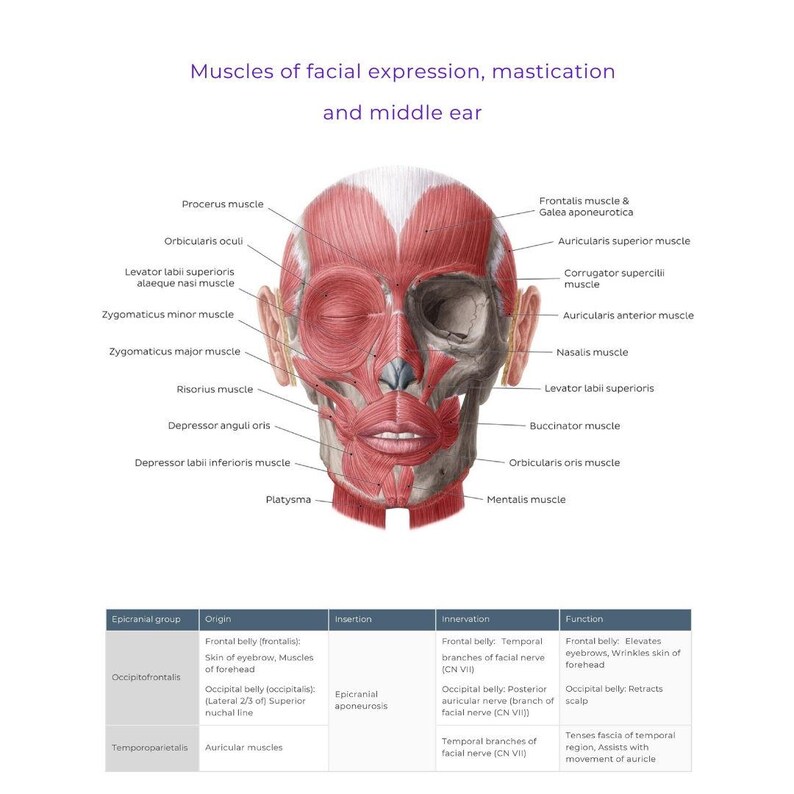 Head and Neck Muscle Anatomy Chart PDF Printable Study Guide Facial ...