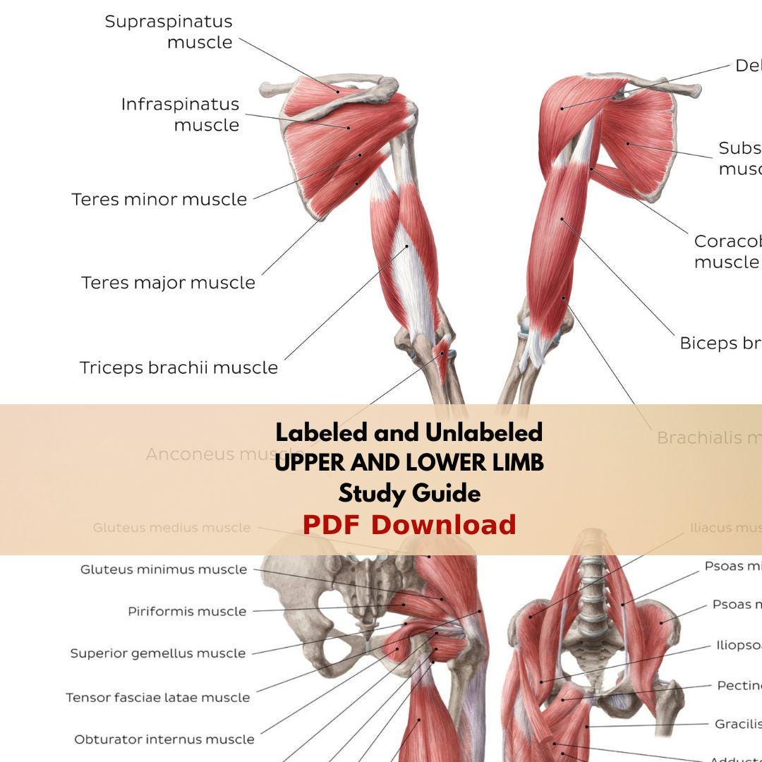 Muscles of the Upper and Lower Limb Anatomy Worksheet Printable PDF ...