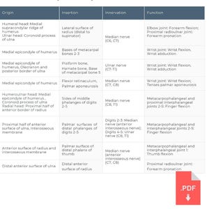 Upper Limb Muscle Chart Ebook Printable PDF Study Guide Shoulder, Arm ...