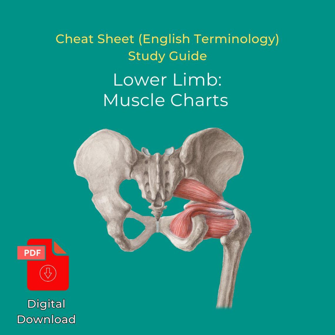Lower Limb Muscle Chart PDF Anatomy Study Guide Hip, Thigh, Leg and ...