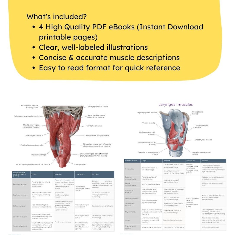 Printable Muscle Anatomy Charts 600+ Muscles Study Guide Full Body ...