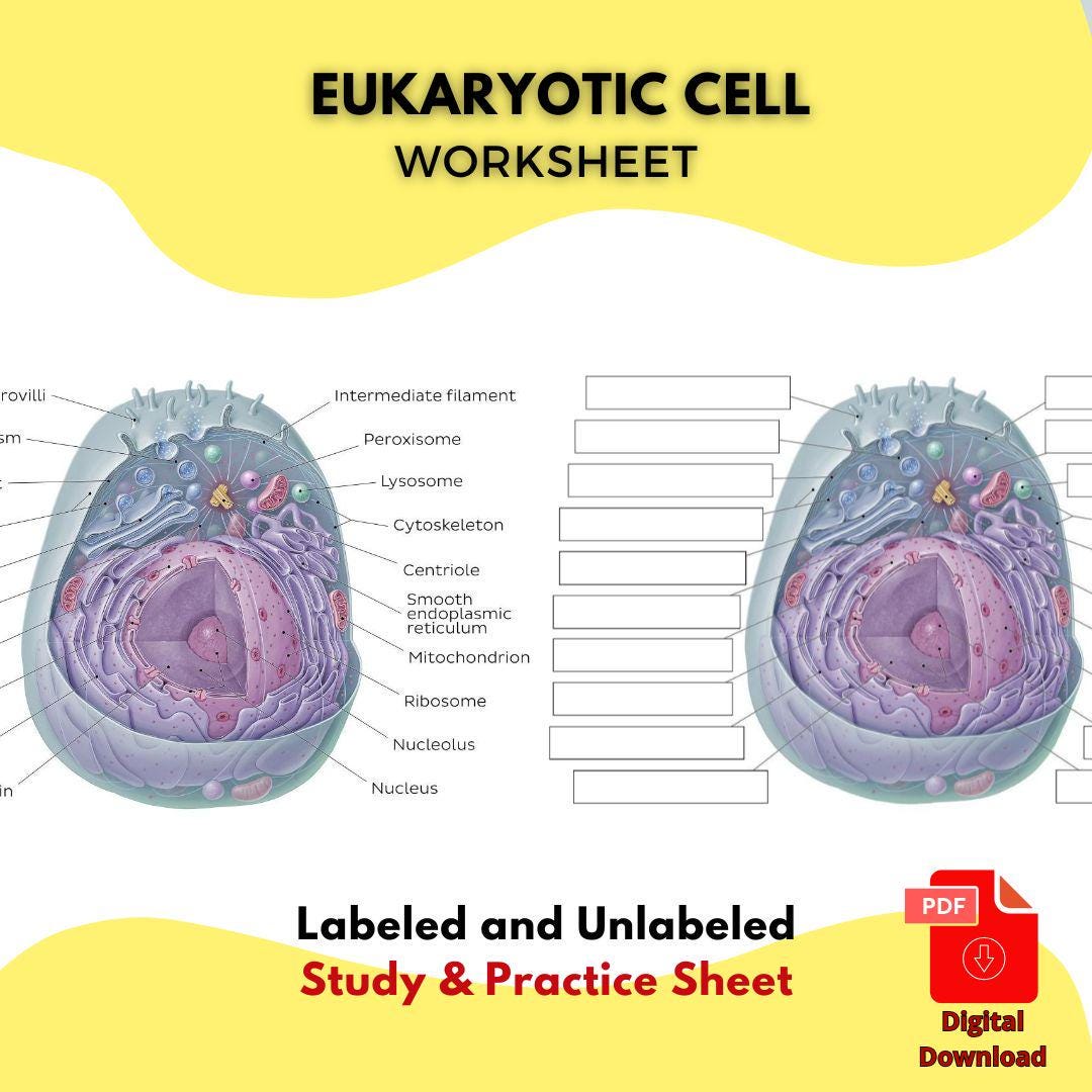Eukaryotic Cell Diagram Printable Study Guide PDF Labeled & Unlabeled ...
