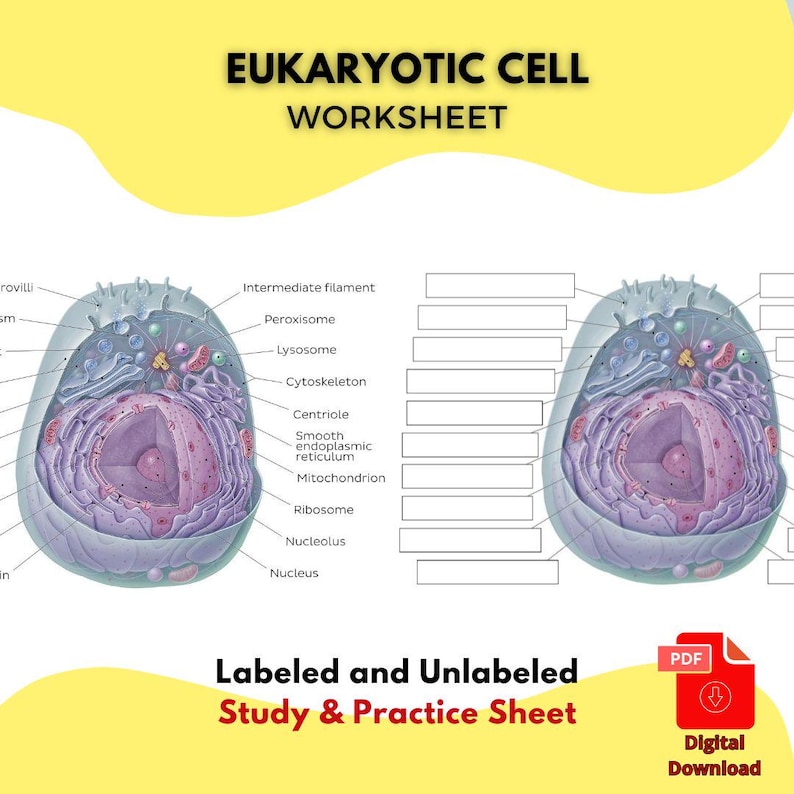 Eukaryotic Cell Diagram Printable Study Guide PDF Labeled & Unlabeled ...
