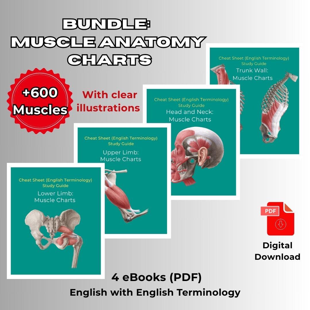 Printable Muscle Anatomy Charts 600+ Muscles Study Guide Full Body ...