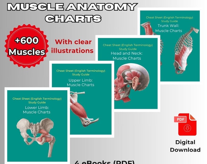 Printable Muscle Anatomy Charts 600+ Muscles Study Guide Full Body ...