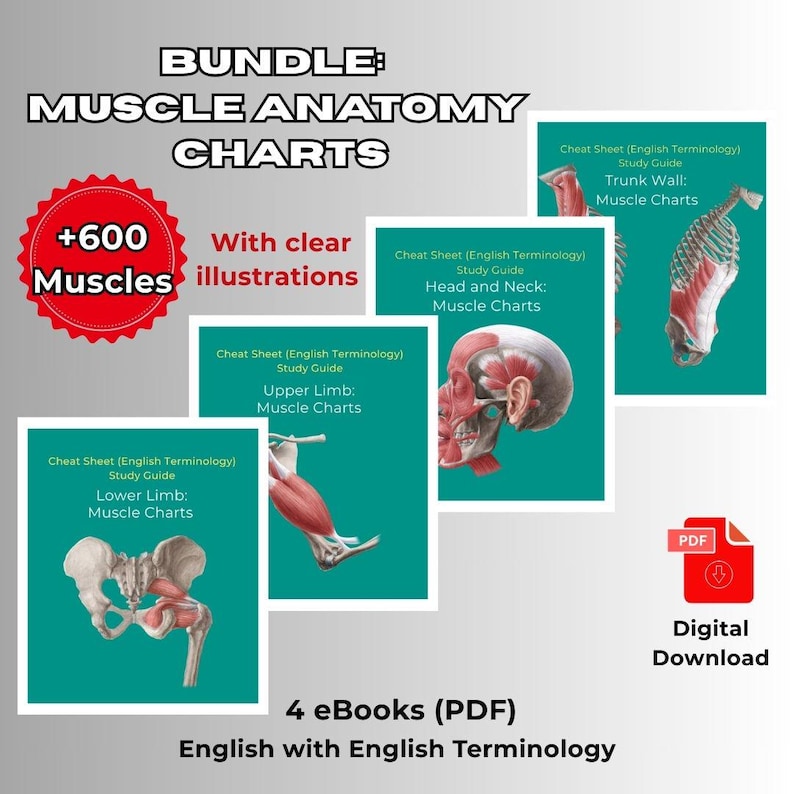 Printable Muscle Anatomy Charts 600+ Muscles Study Guide Full Body ...