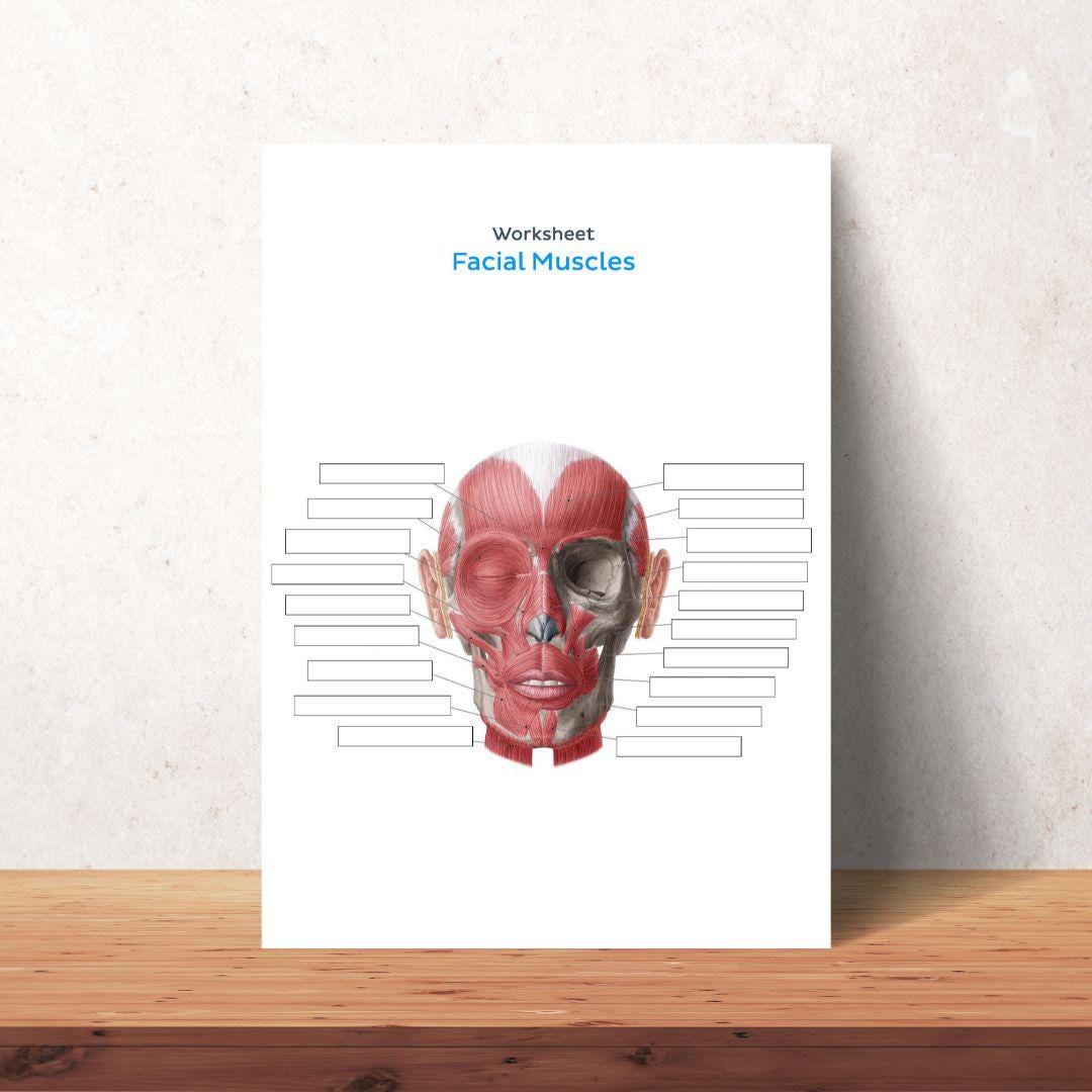 Facial Muscles Anatomy Worksheet 2 PDF Labeled & Unlabeled Printable ...